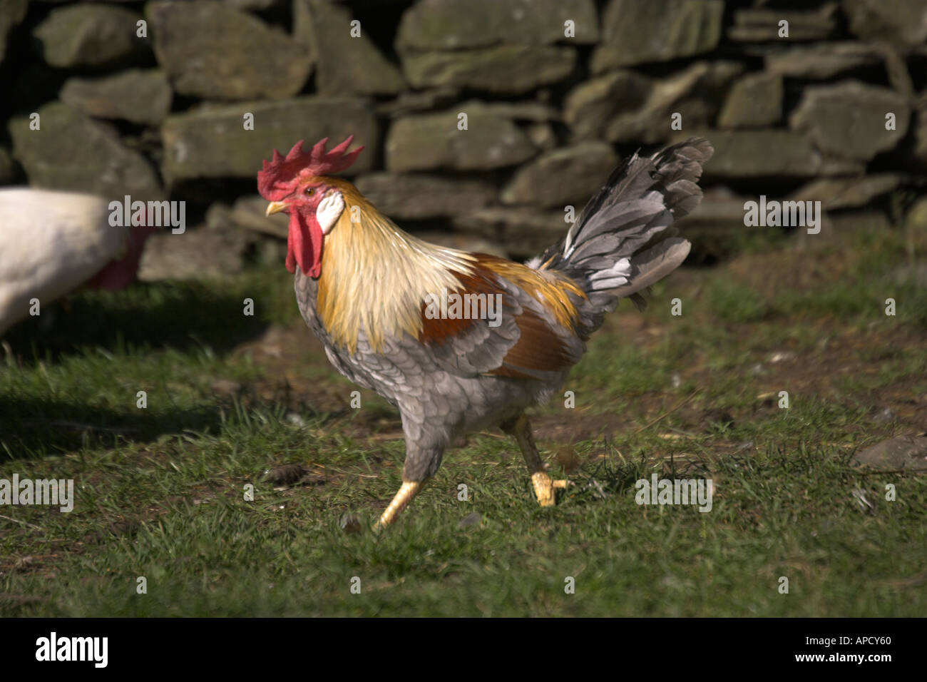 Blue Leghorn Chickens