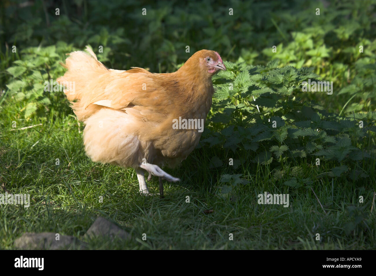Buff orpington chick hi-res stock photography and images - Alamy