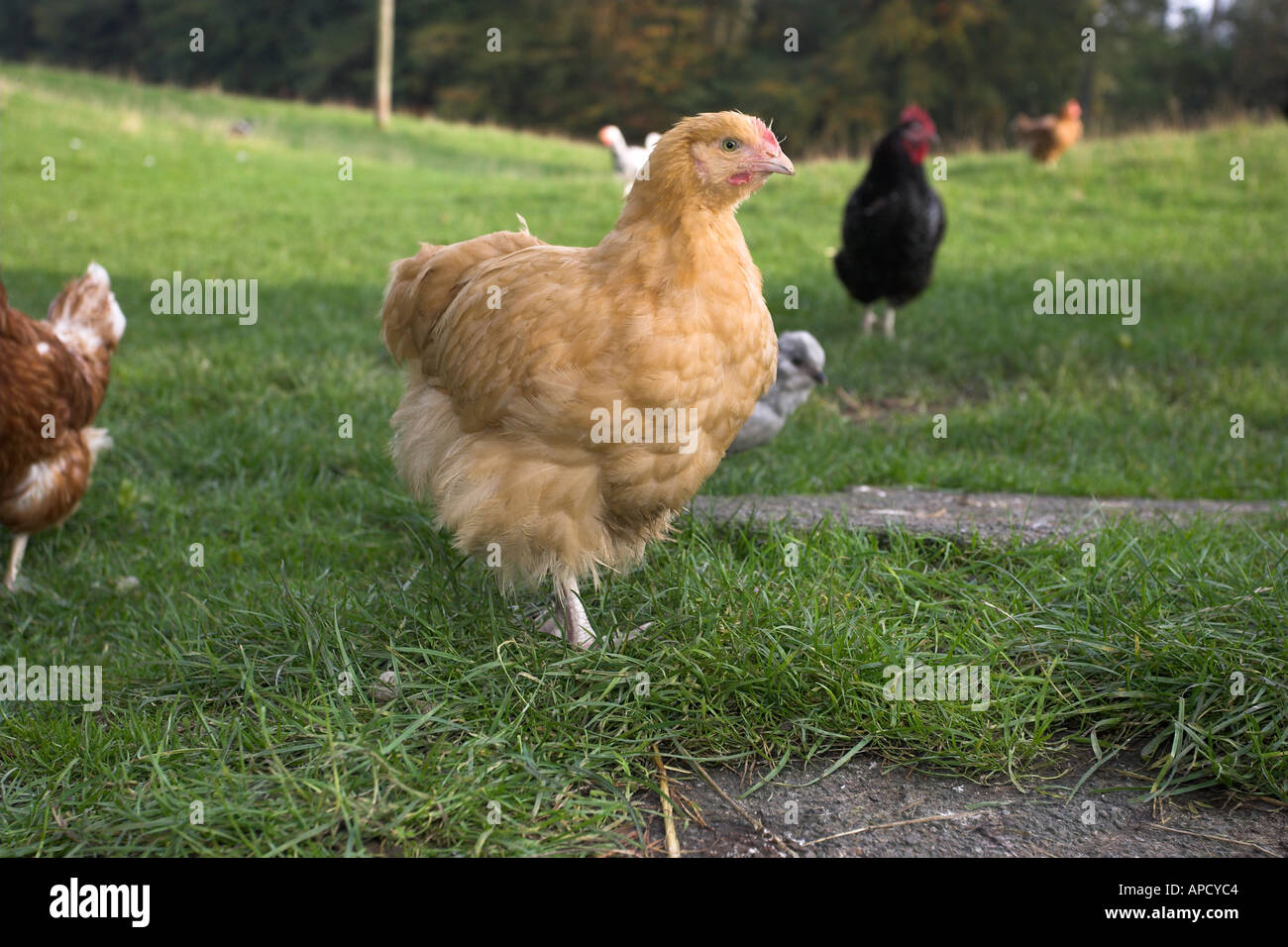 H5n1 free range hi-res stock photography and images - Alamy