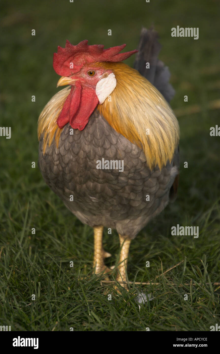 Free Range Organic Chickens from Cumbria Stock Photo - Alamy