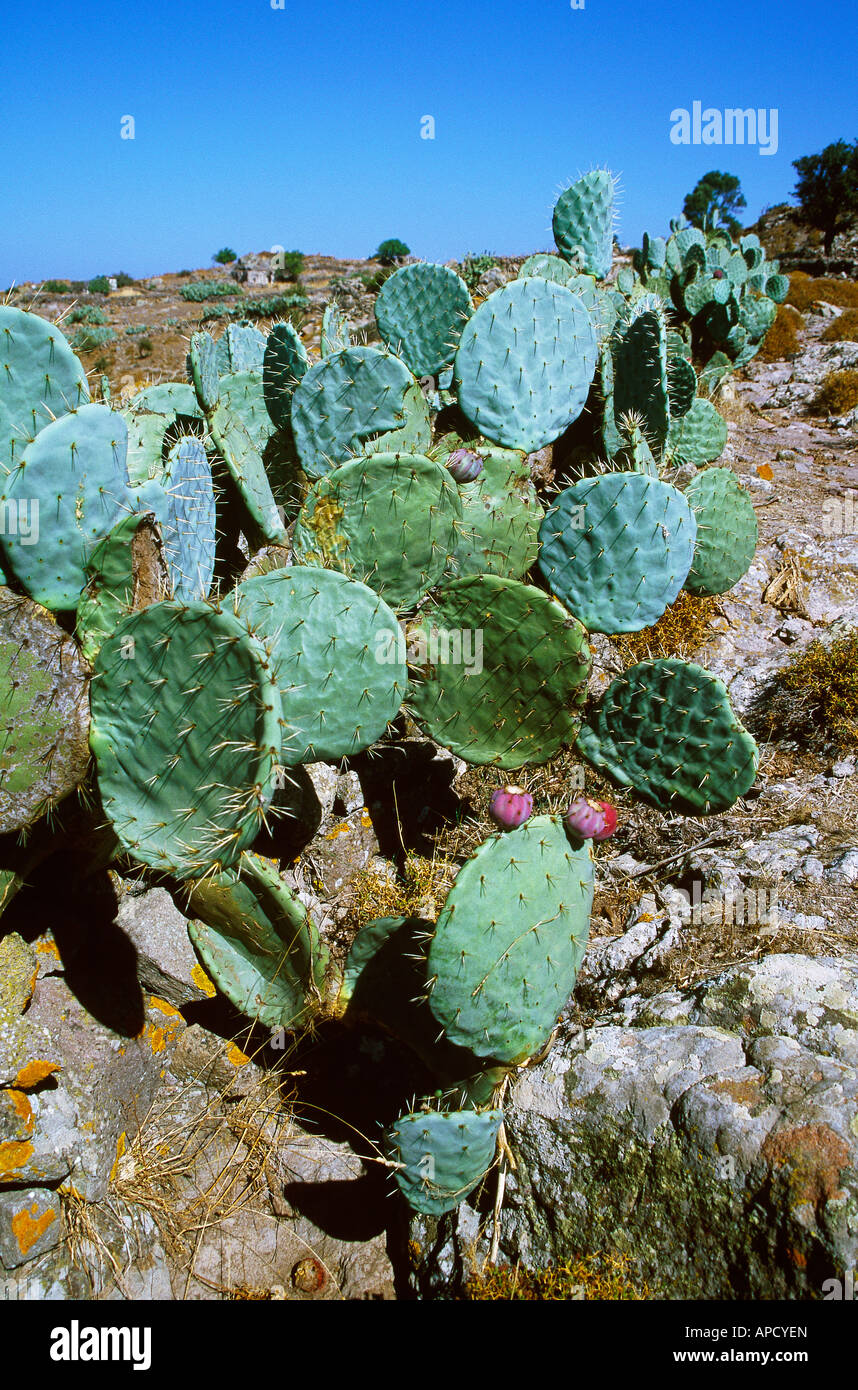 PRICKLY PEAR PLANT. TURKEY Stock Photo - Alamy