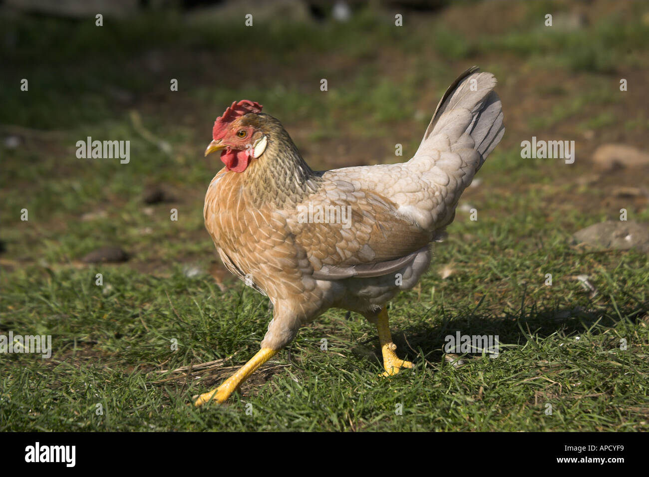 Blue Leghorn Chickens