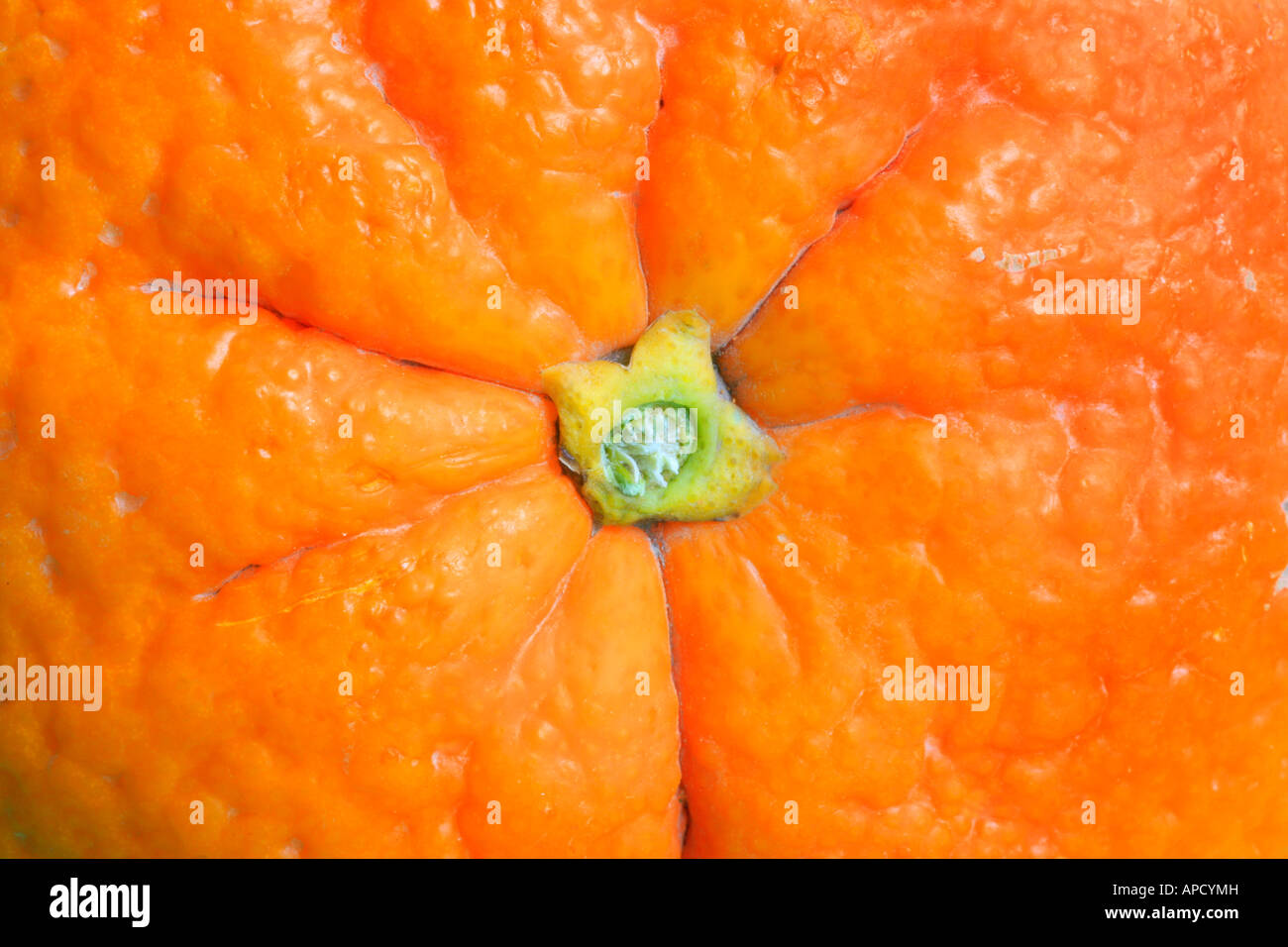 orange Citrus sinensis detail Stock Photo - Alamy