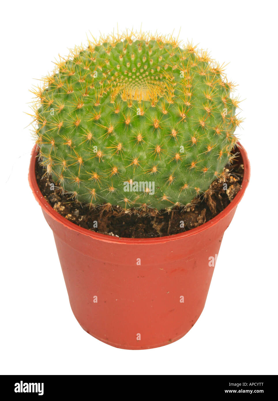 Rebutia spec. plant in brown pot Stock Photo - Alamy