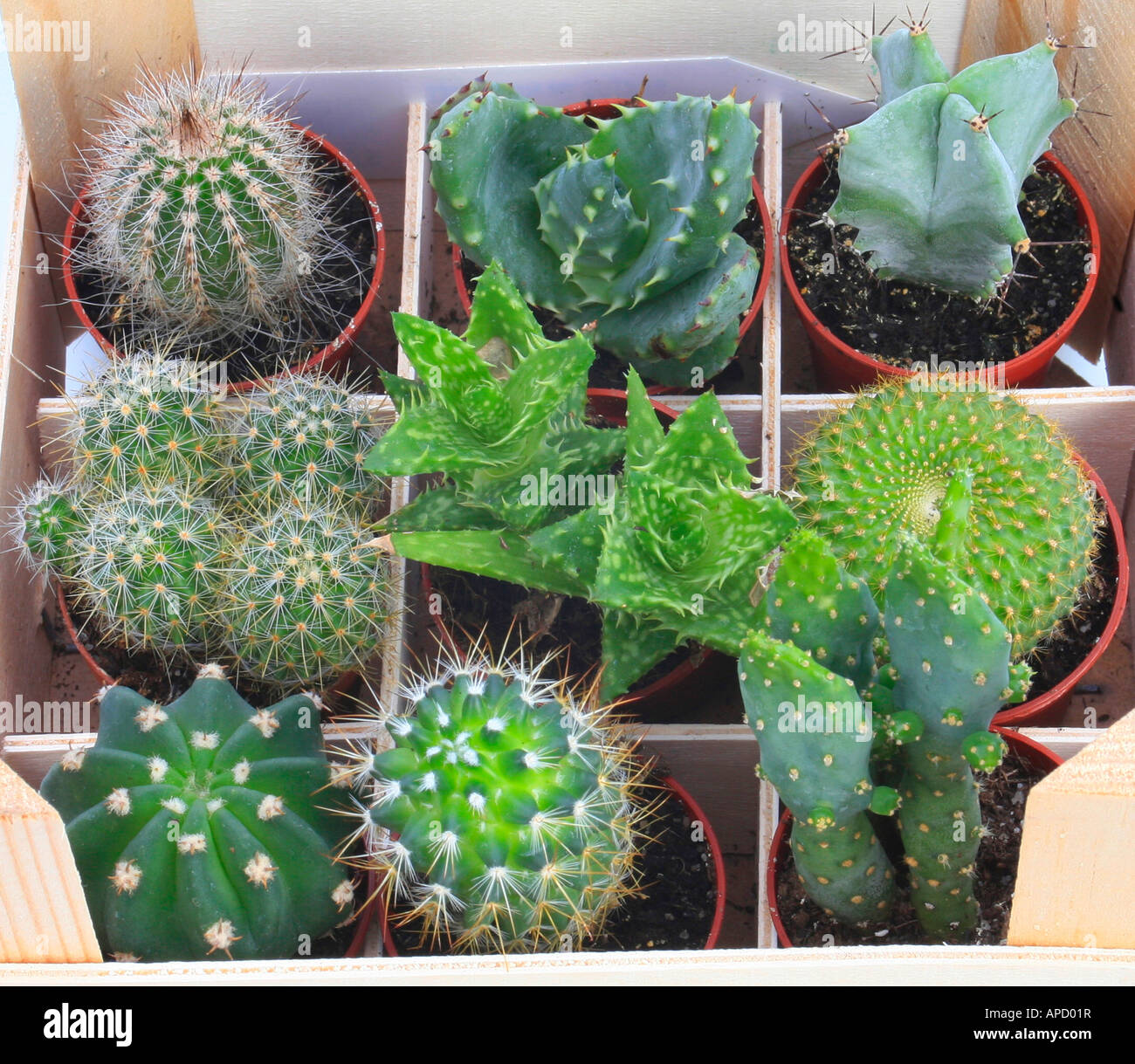 cacti cactuses Cactaceae compilation of succlent plants for sale with ...