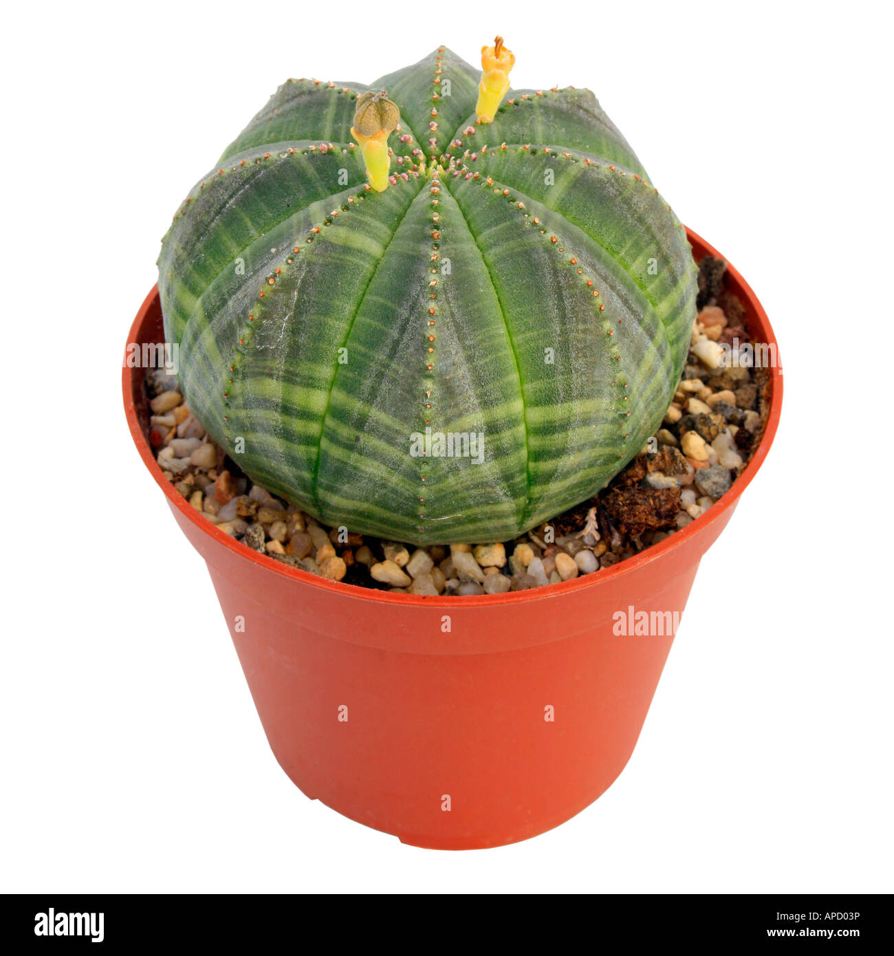 Baseball Cactus Euphorbia obesa potted plant with jung fruits succulent ...