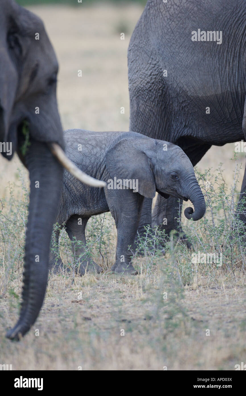 African bull elephant running hi-res stock photography and images - Alamy
