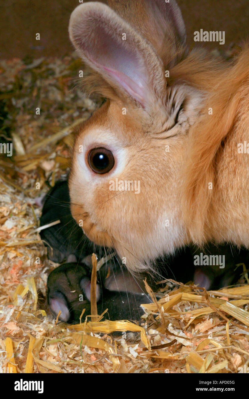 Oryctolagus cuniculus f domestica hi-res stock photography and images ...