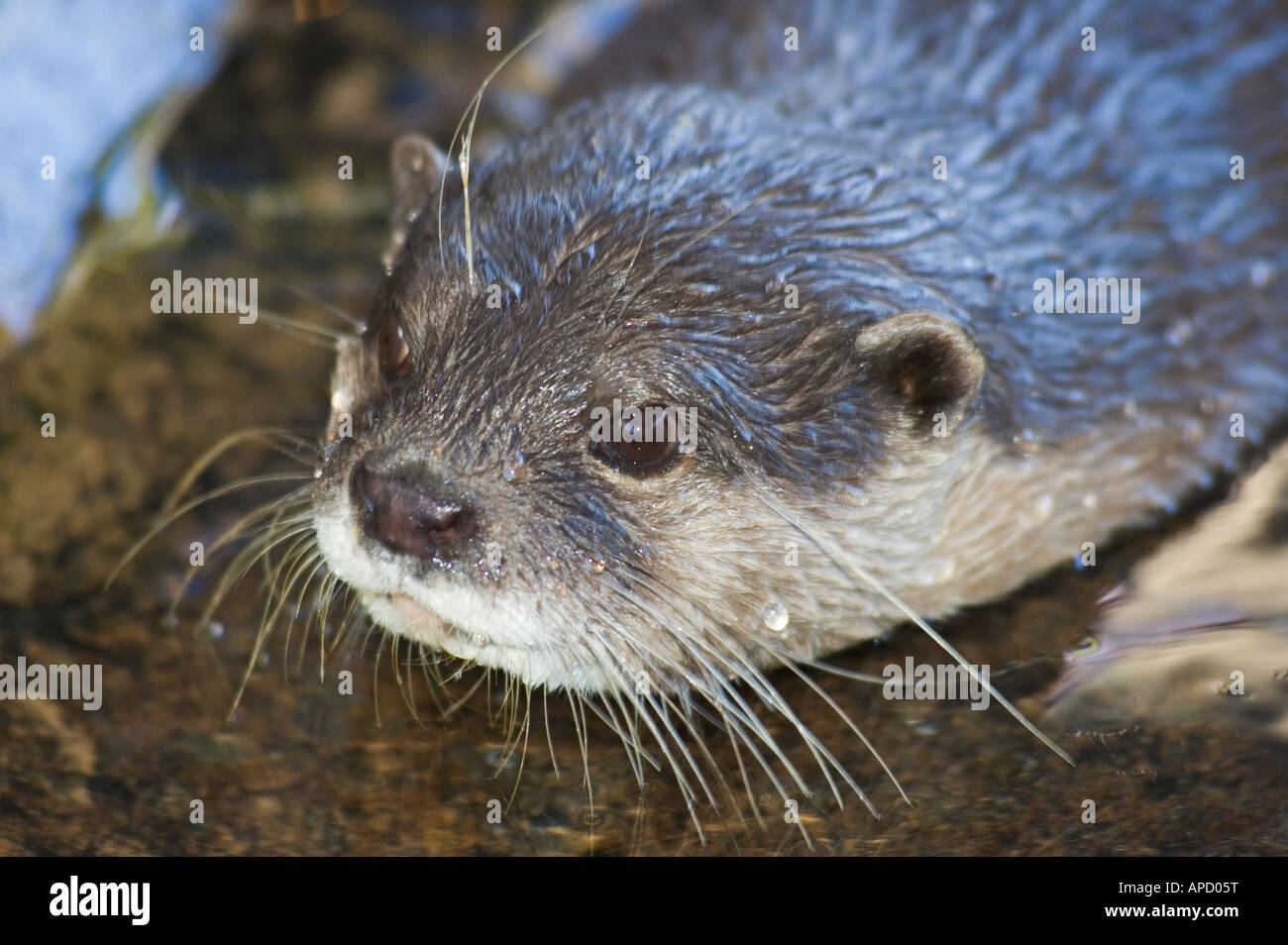 Oriental or Asian short clawed otter Amblonyx Cinereus Stock Photo - Alamy