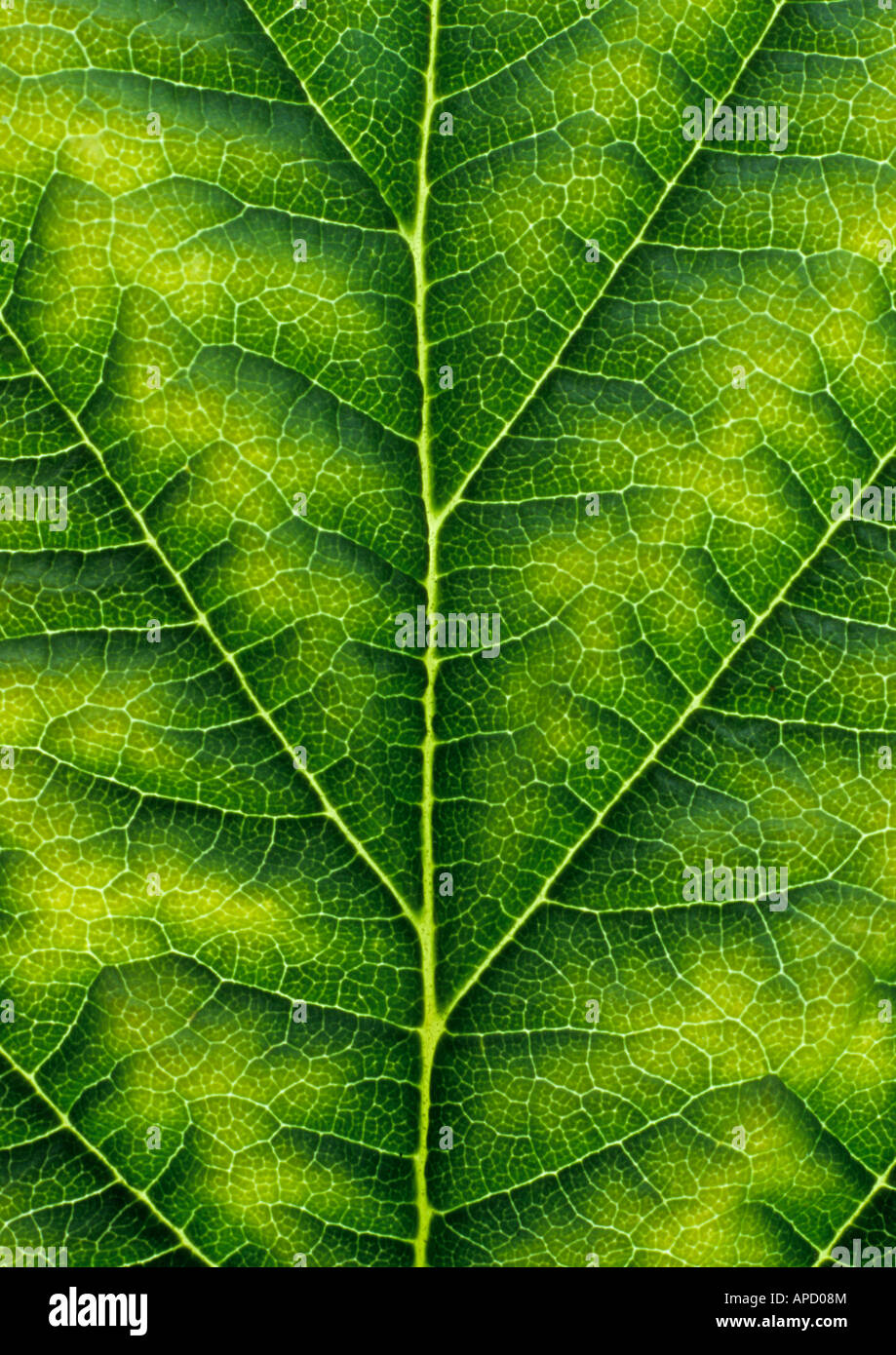 Backlit veined leaf hi-res stock photography and images - Alamy
