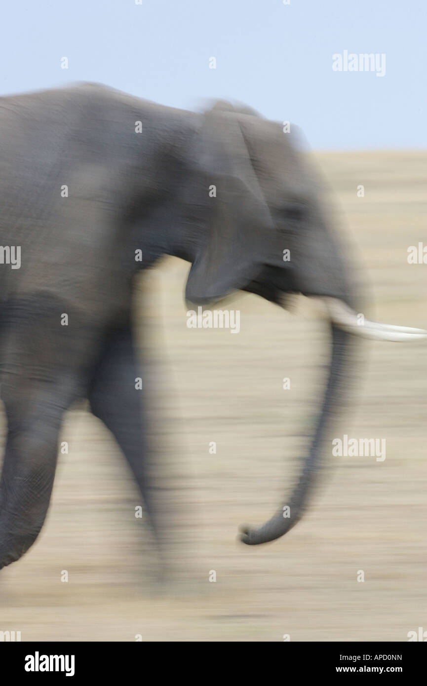 Running african bull elephant hi-res stock photography and images - Alamy