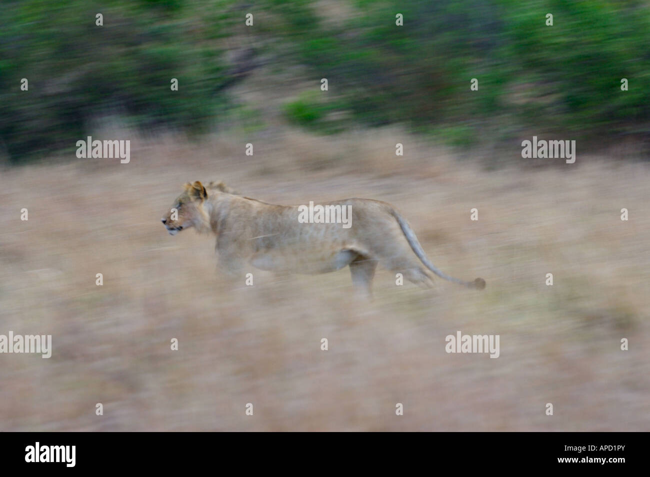 Male lion motion blur hi-res stock photography and images - Alamy