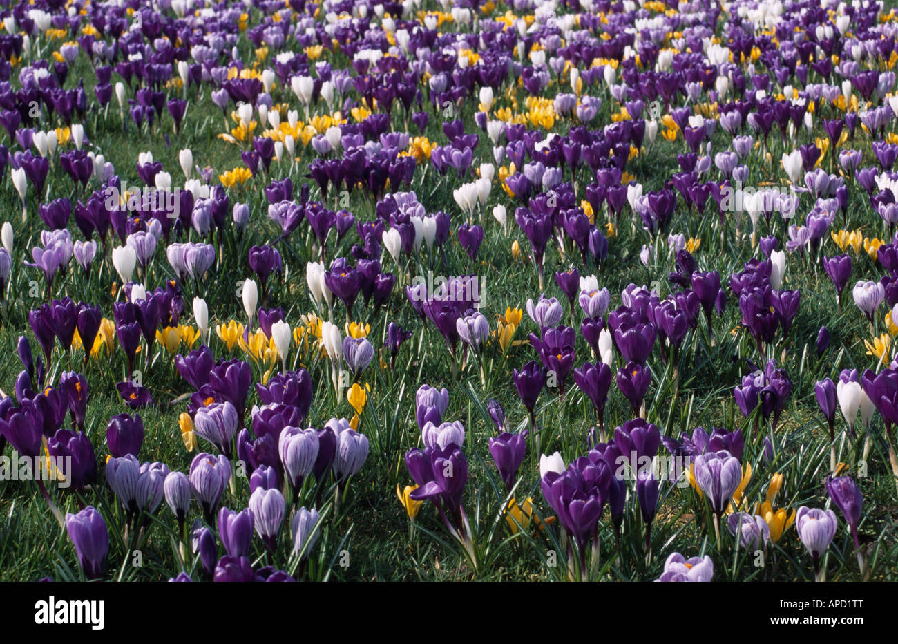 Crocus in a field in March Stock Photo - Alamy