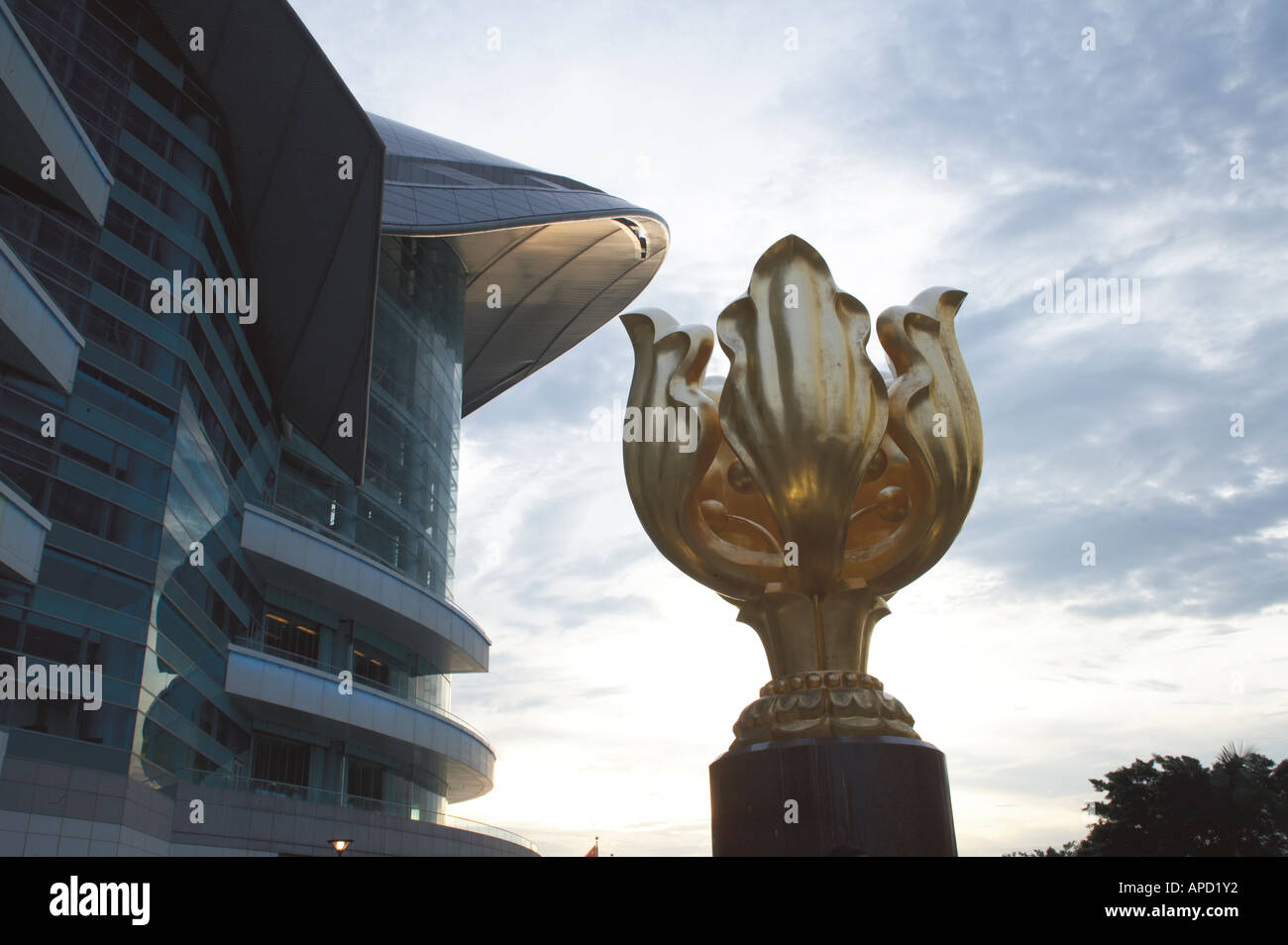Golden Bauhinia Square Stock Photo - Alamy