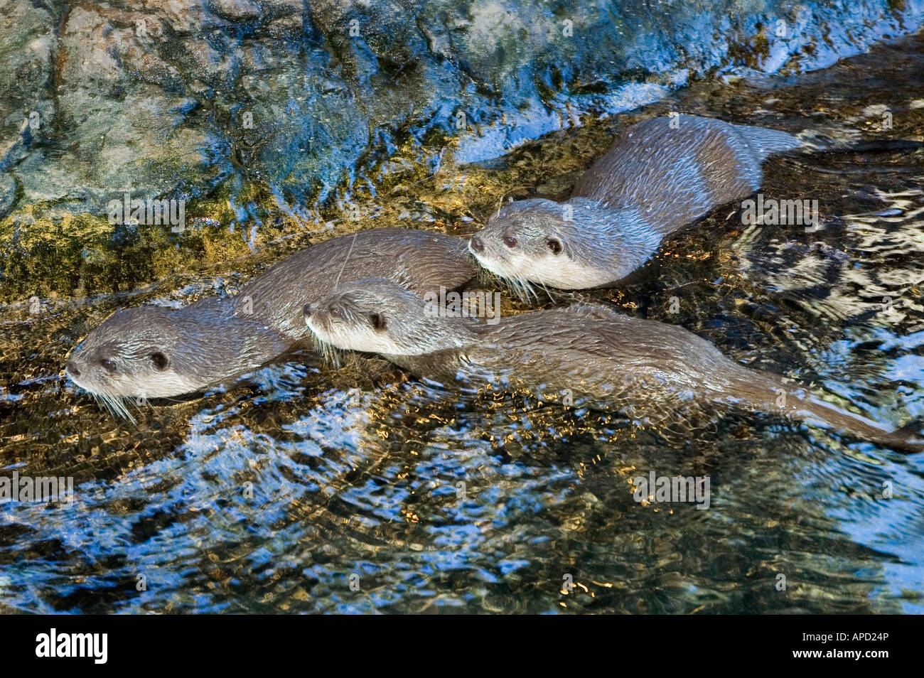 Asian short clawed otter Amblonyx Cinereus Stock Photo - Alamy