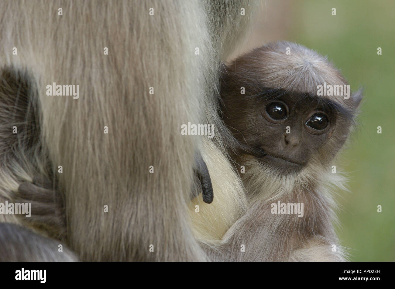 Hanuman Langurs or Black-faced, Common or Grey Langur Mother & baby in ...