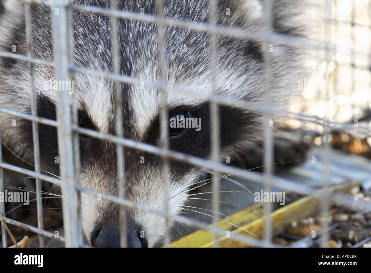 Raccoon caught in cage trap Stock Photo - Alamy