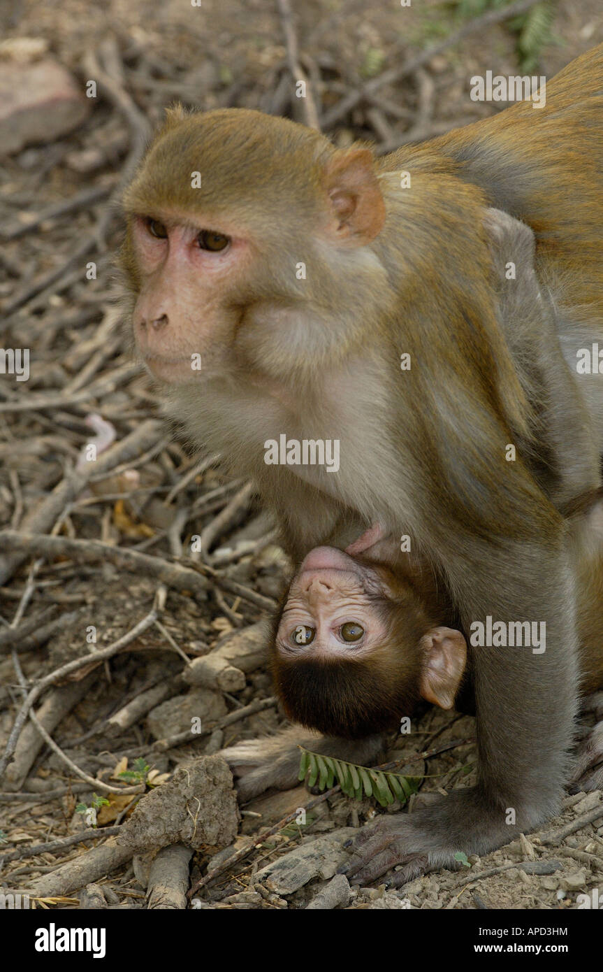 Rhesus Macaques (Macaca mulatta) mother & baby in Bharatpur National Park or Keoladeo Ghana ...