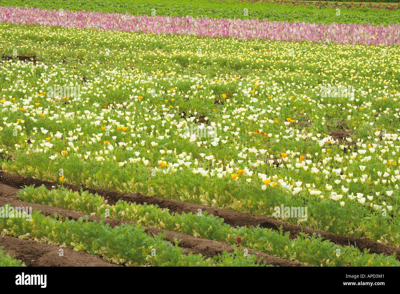 Tomita farm furano hi-res stock photography and images - Alamy