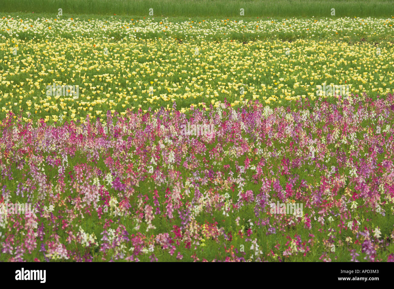 Garden in spring colors Farm Tomita Furano Hokkaido Japan Stock Photo ...