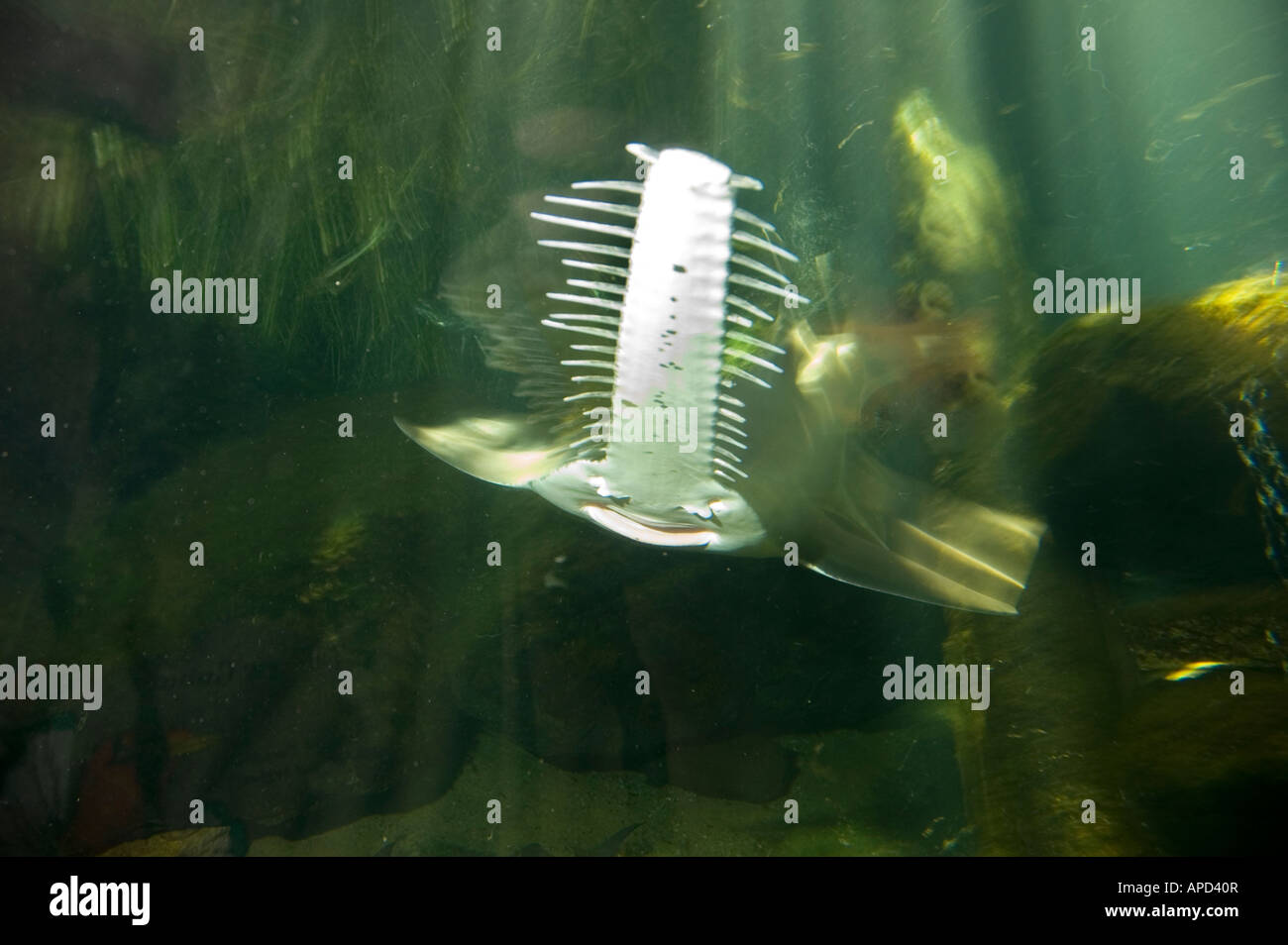 The largetooth sawfish hi-res stock photography and images - Alamy