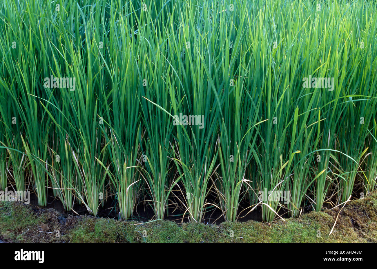 Rice growing in a field. Oryza sativa subsp japonica Cigalon Stock ...