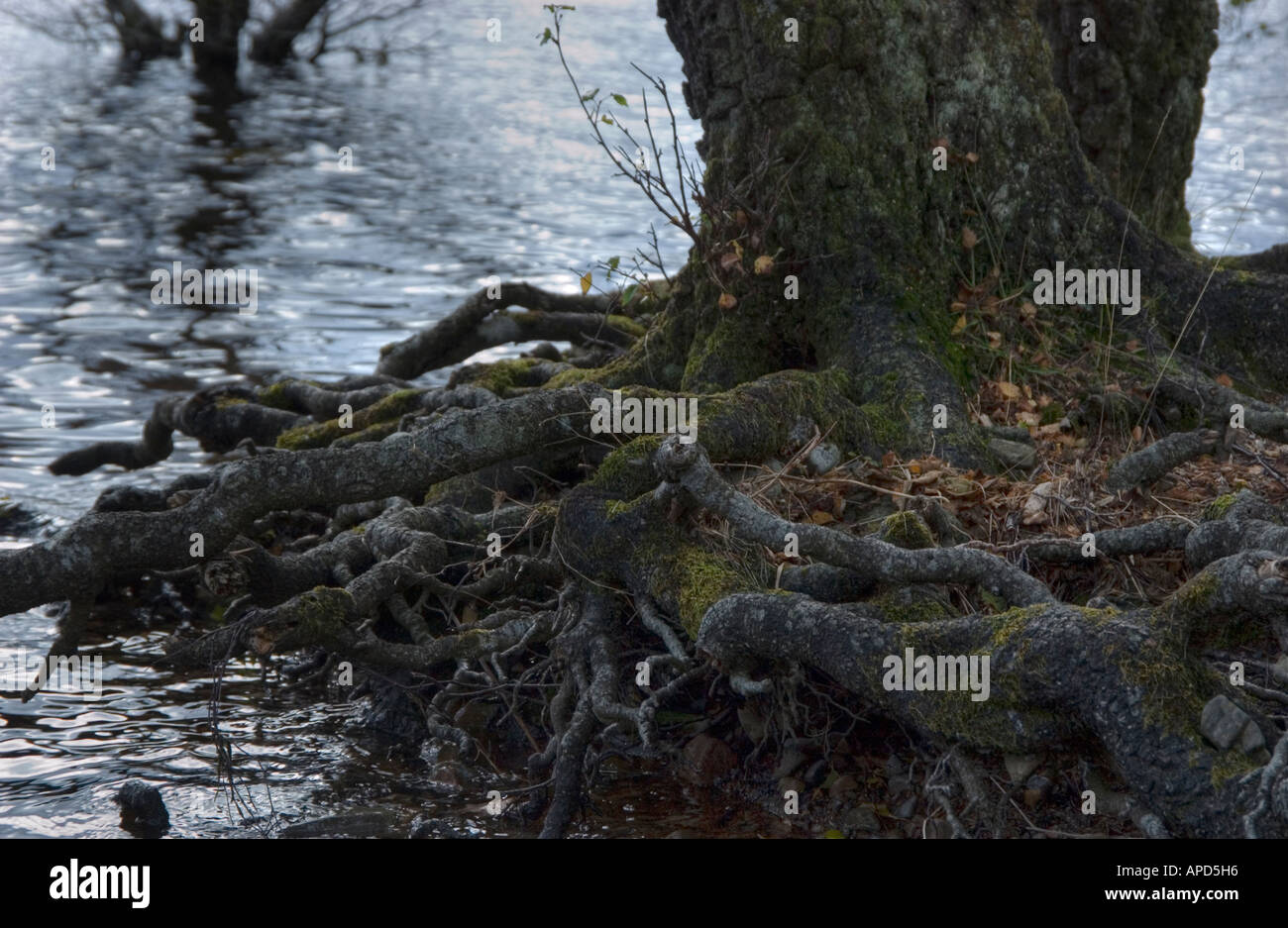Tree roots at the water edge Stock Photo - Alamy