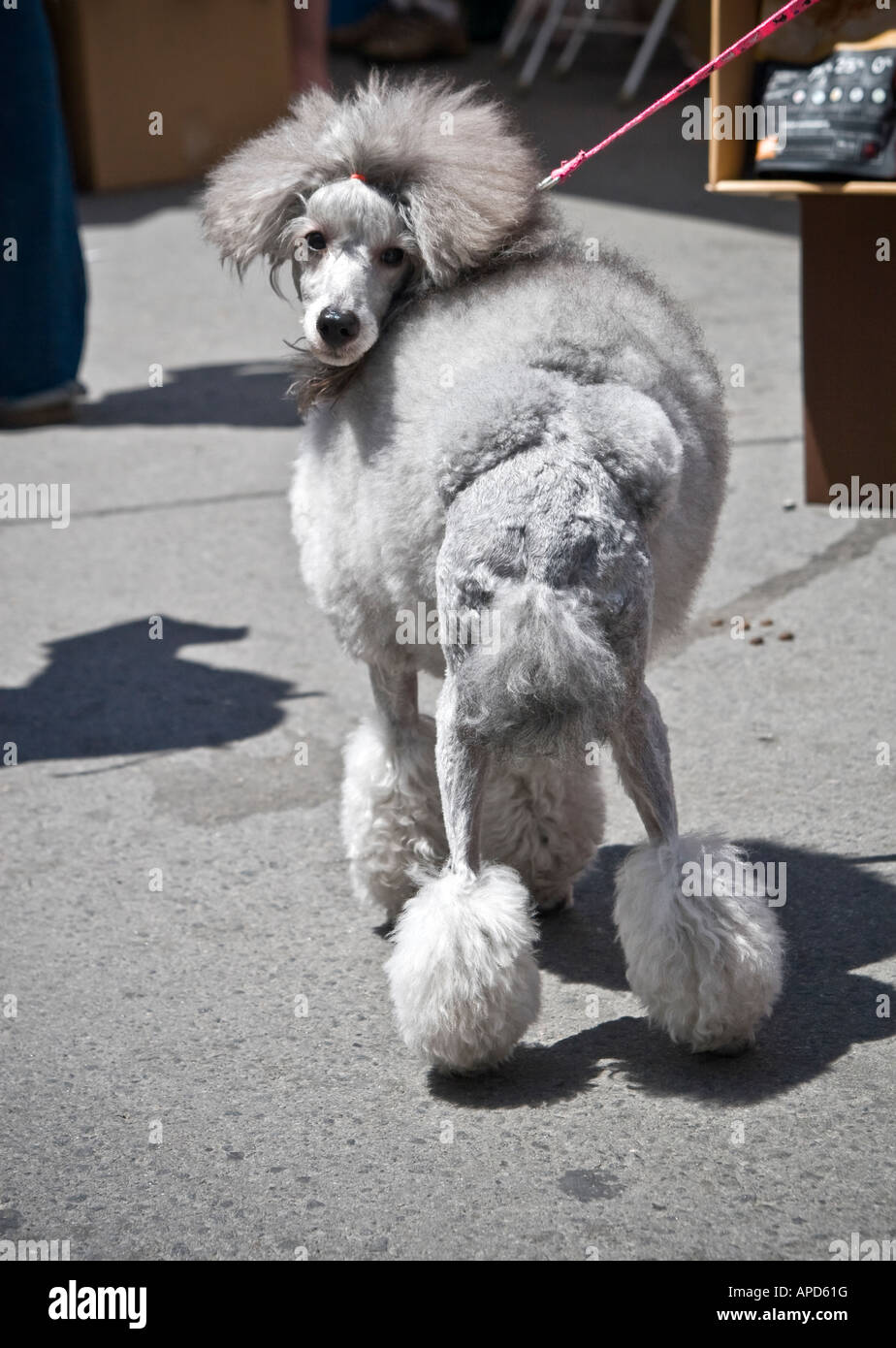 Styled poodle hi-res stock photography and images - Alamy