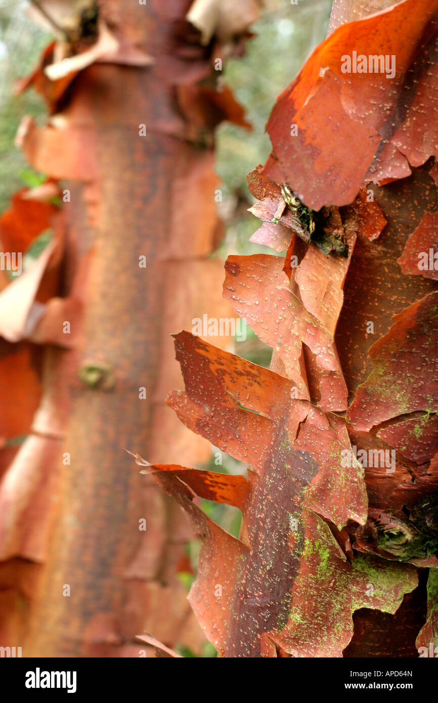 Acer griseum the paperbark maple Stock Photo - Alamy