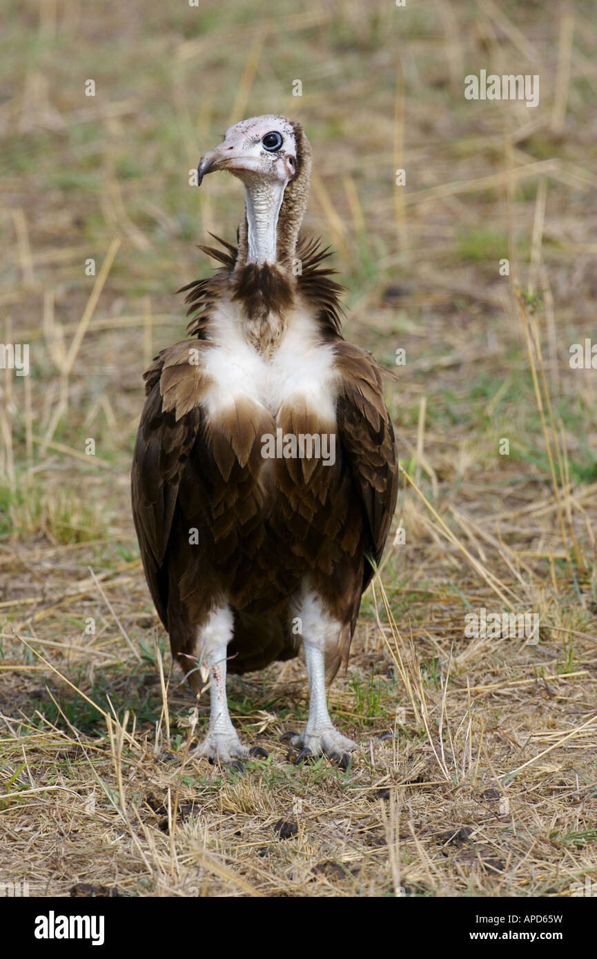 African vulcher hi-res stock photography and images - Alamy