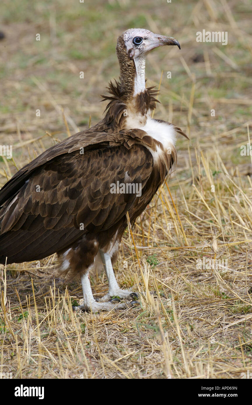 Vulchers hi-res stock photography and images - Alamy