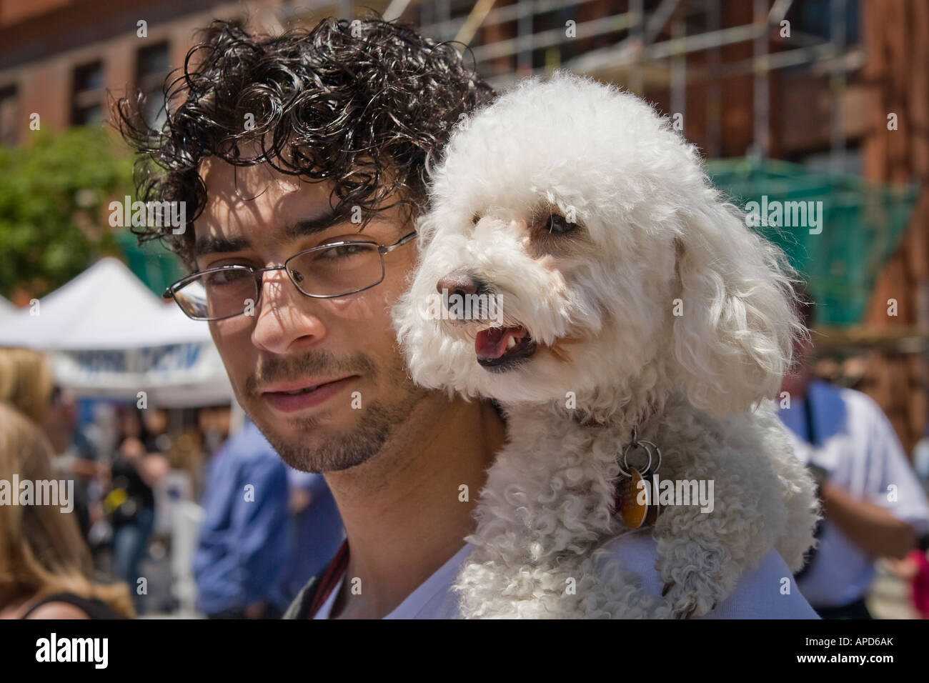 Man and his friend white poodle sitting on his shoulder Stock Photo - Alamy