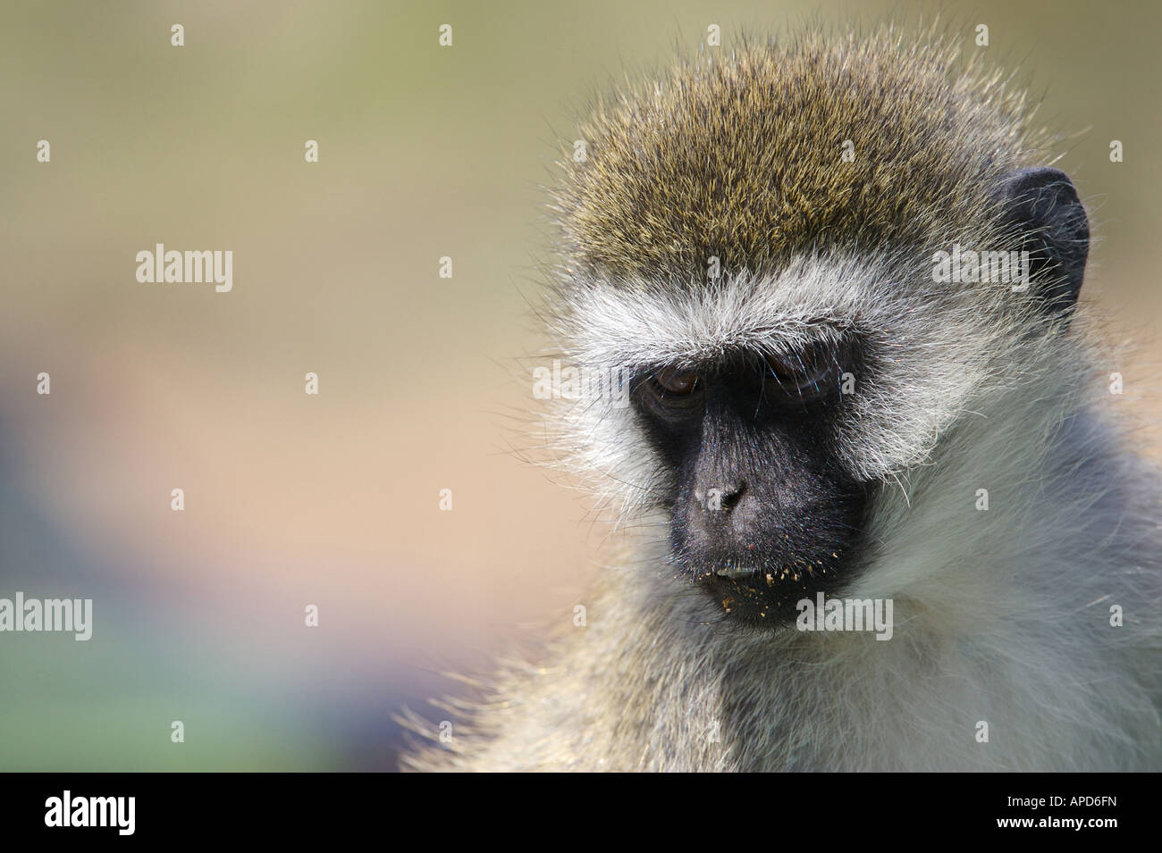 African Vervet Monkey Stock Photo - Alamy