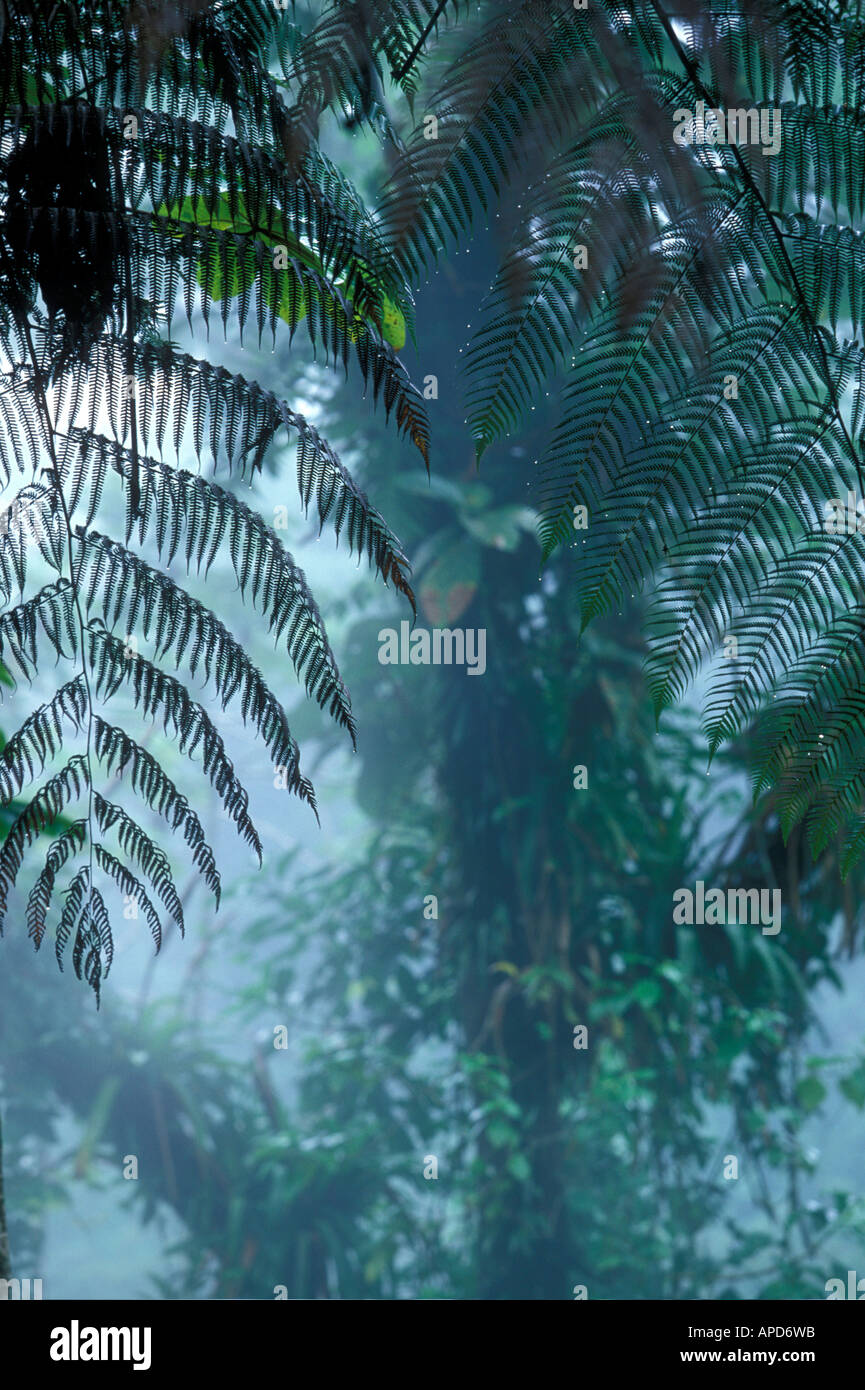 Costa Rica Alajuela Province Fortuna Mist rises in rainforest along ...