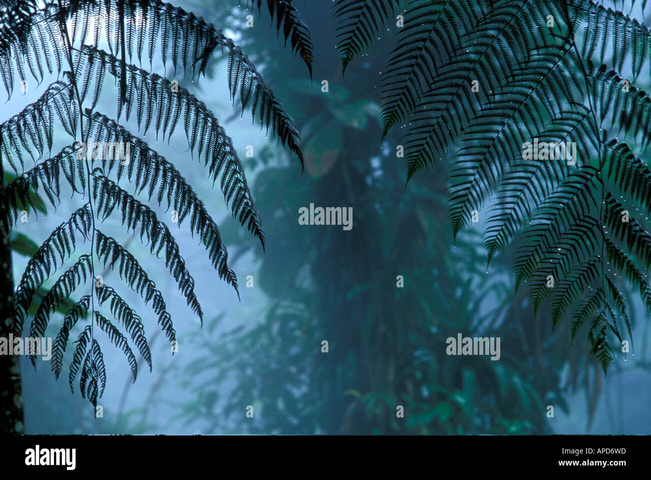 Costa Rica Alajuela Province Fortuna Mist rises in rainforest along ...