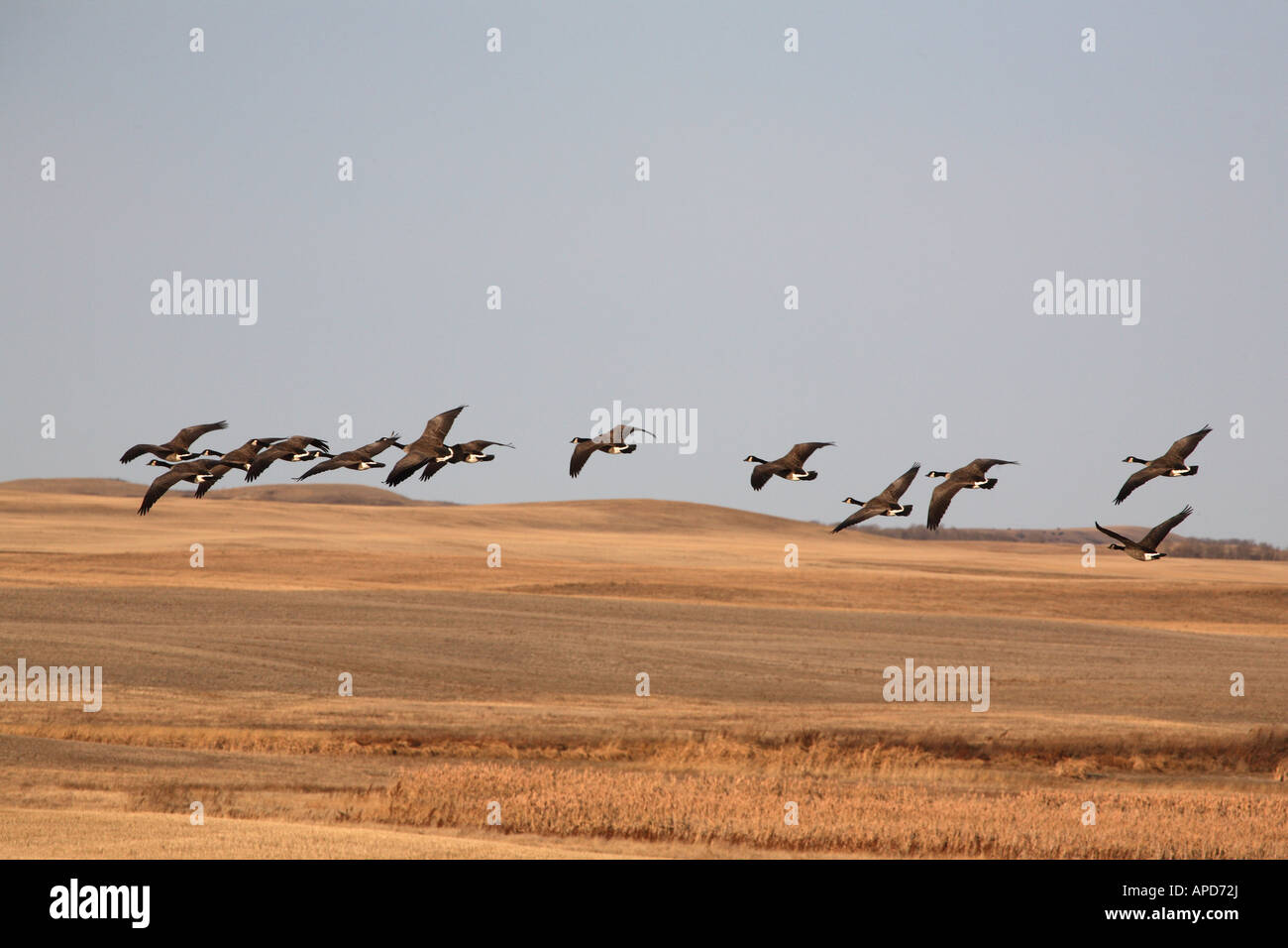 Canada Geese during fall migration Stock Photo - Alamy
