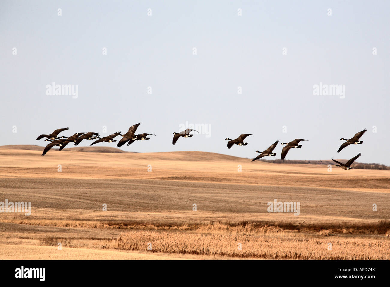 Canada Geese in flight Stock Photo - Alamy