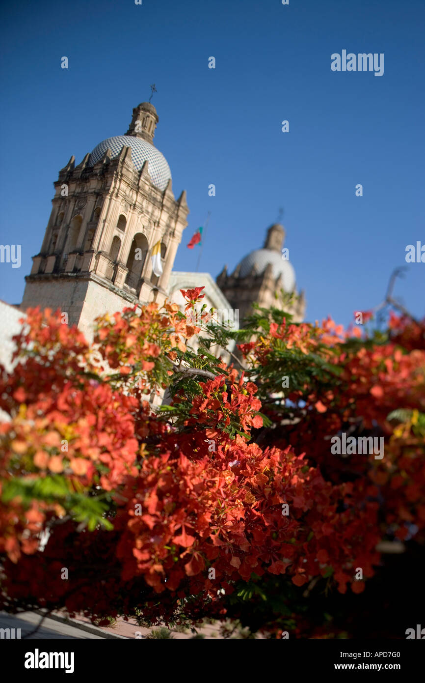 Mexico Oaxaca Setting sun lights flame trees and the Templo Santo ...