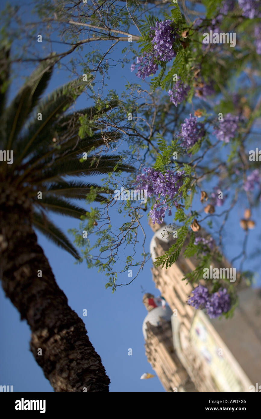 Tree palm jacaranda hi-res stock photography and images - Alamy