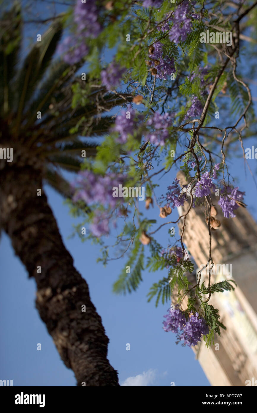 Mexico Oaxaca Setting sun lights palm tree and jacaranda blossoms in ...