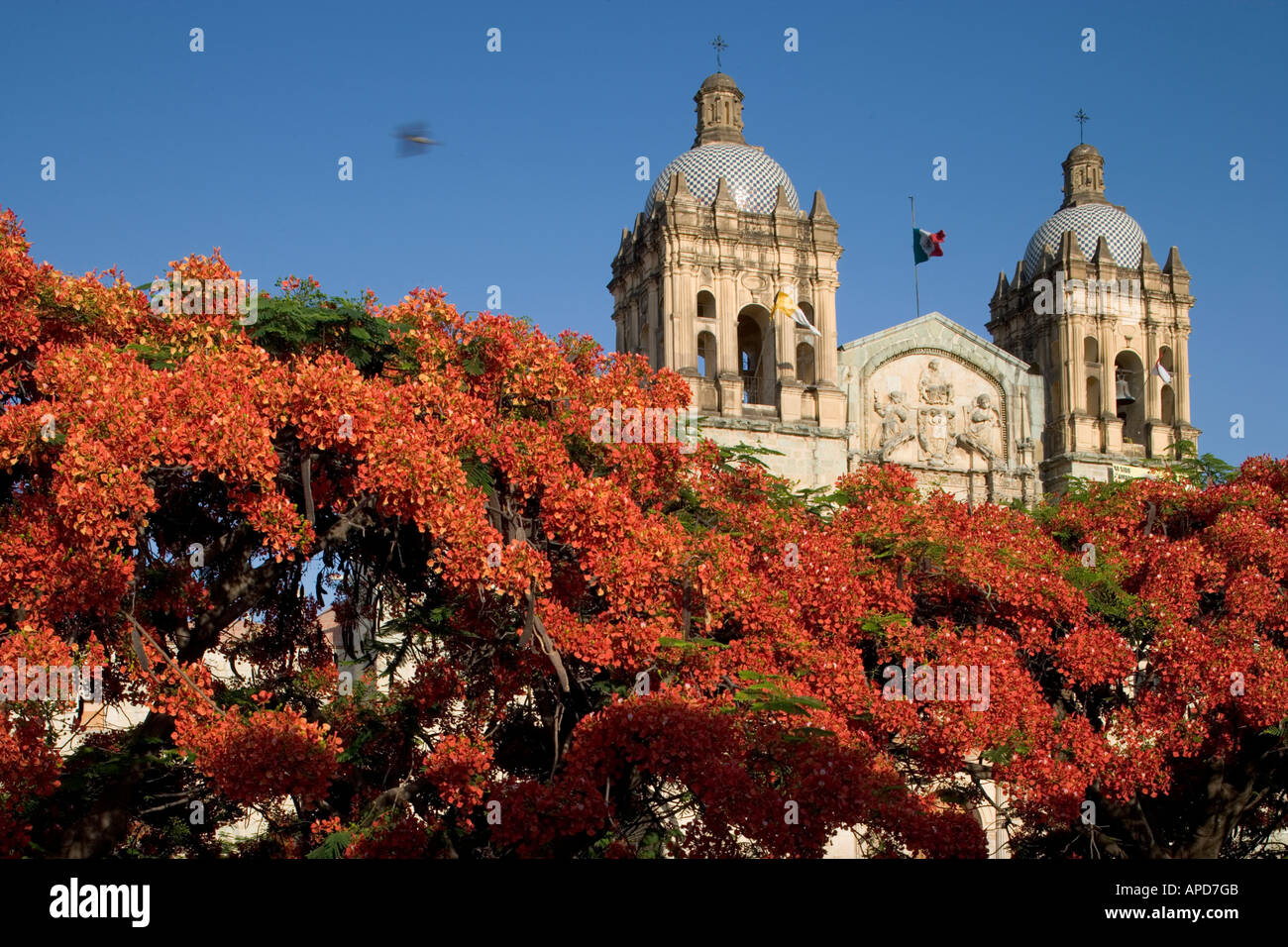 Mexico Oaxaca Setting sun lights flame trees and the Templo Santo ...