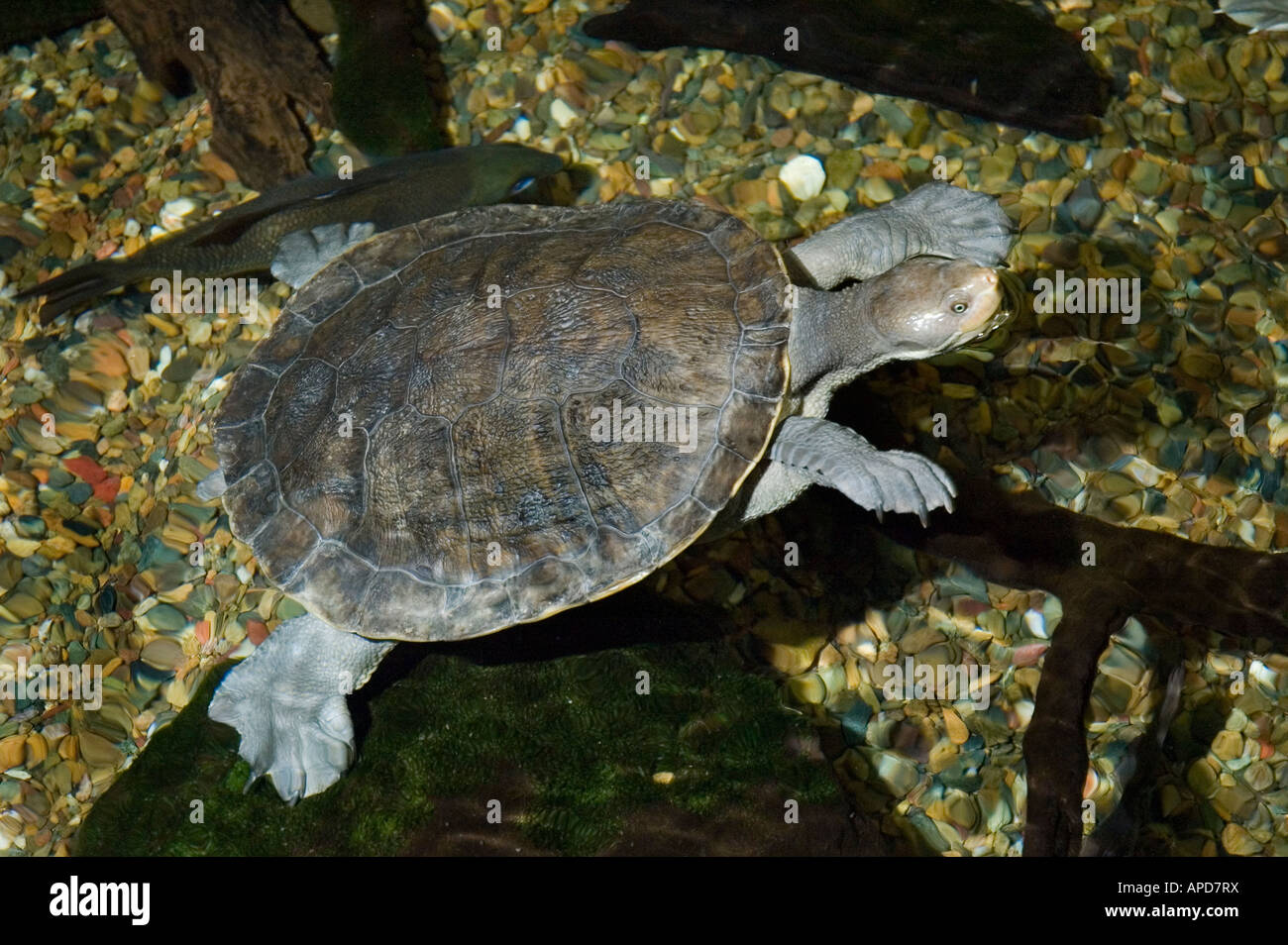 Krefft's turtle Emydura macquarii krefftii Stock Photo - Alamy