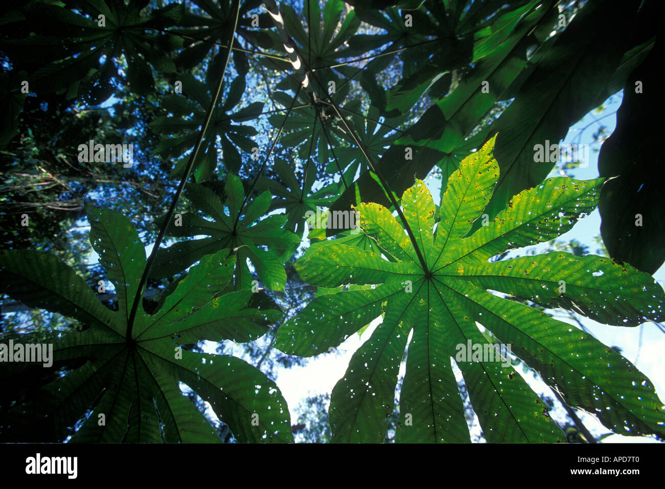 Panama Soberania National Park Afternoon sun lights rainforest canopy ...