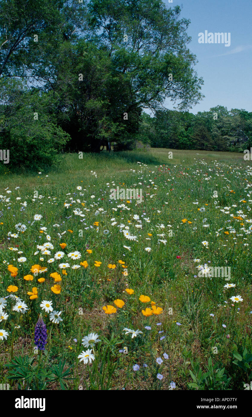 Wild flower meadow Stock Photo - Alamy