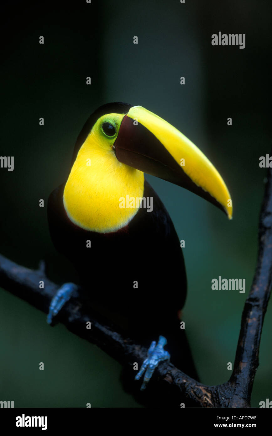 Costa Rica Alajuela Province Chestnut Mandibled Toucan Ramphastos ...