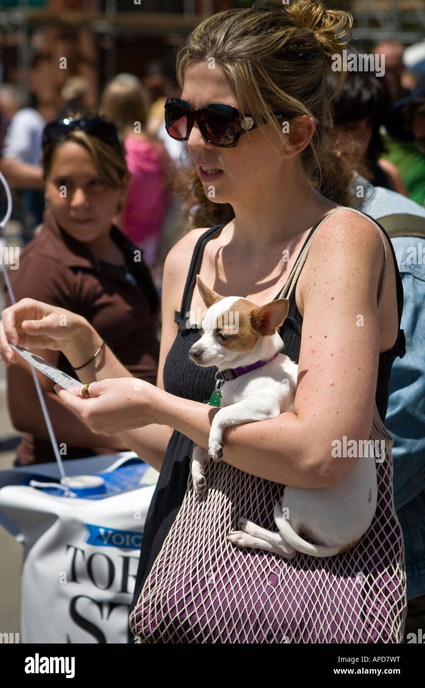 Woman carrying a tiny white Chihuahua dog under arm Stock Photo - Alamy