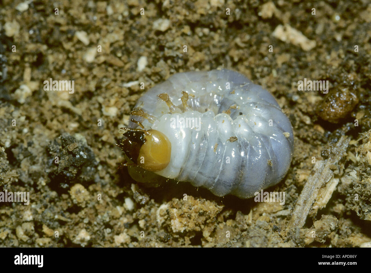 Stag beetle larvae, Lucanus cervus, Kent, England Stock Photo - Alamy