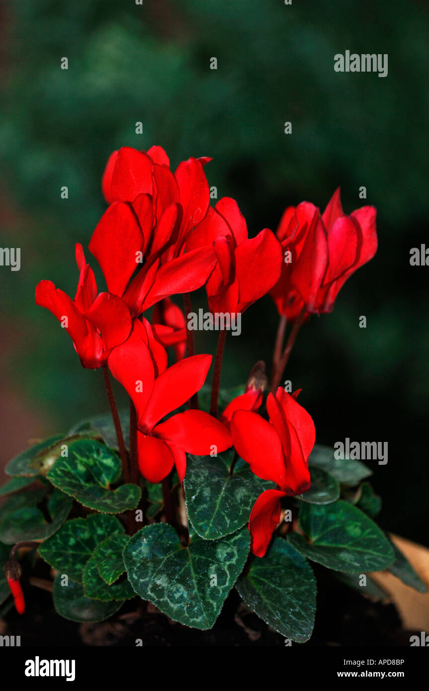 Vivid Red Perennial Cyclamen Flowers Stock Photo - Alamy