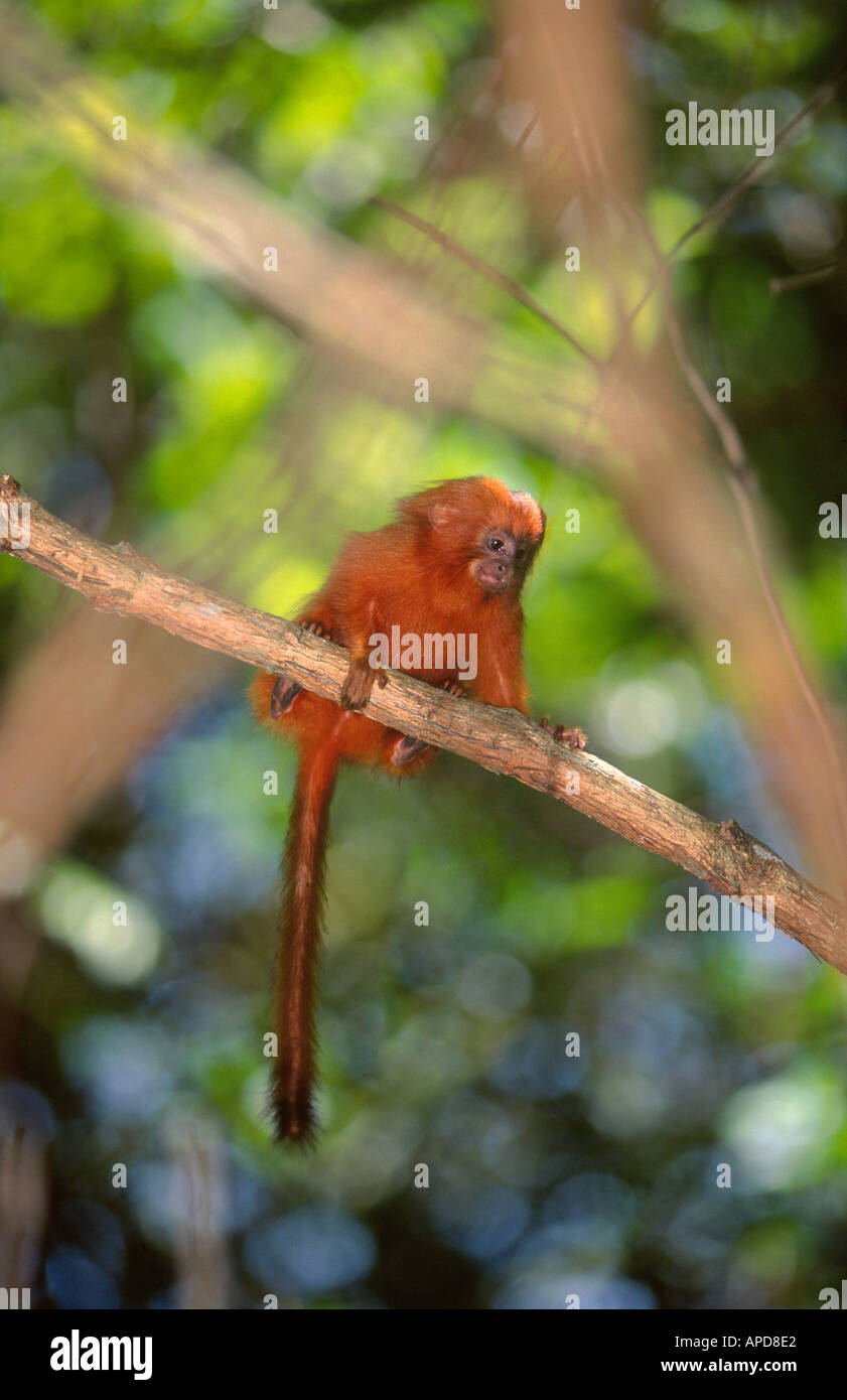 Endangered golden lion tamarin monkey Atlantic Forest Brazil Stock ...