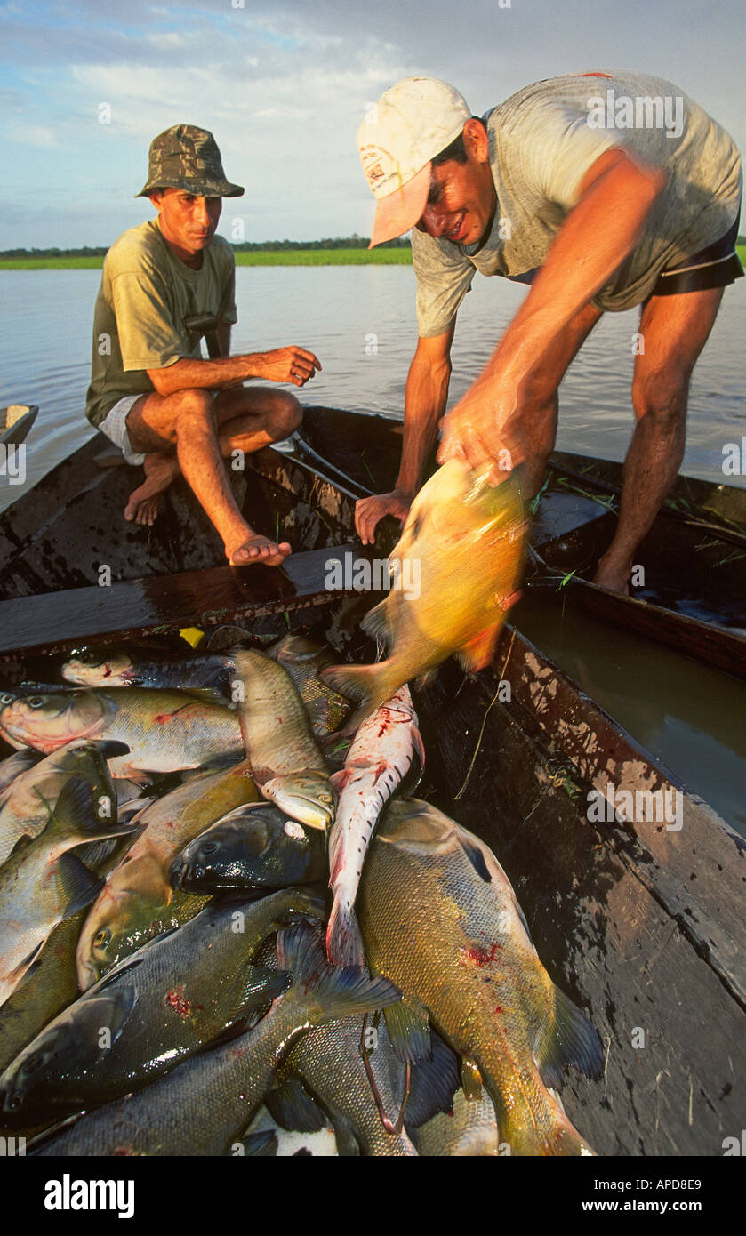 Fruit-eating fish caught using harpoon, Varsea (Flooded Forest) Brazil ...